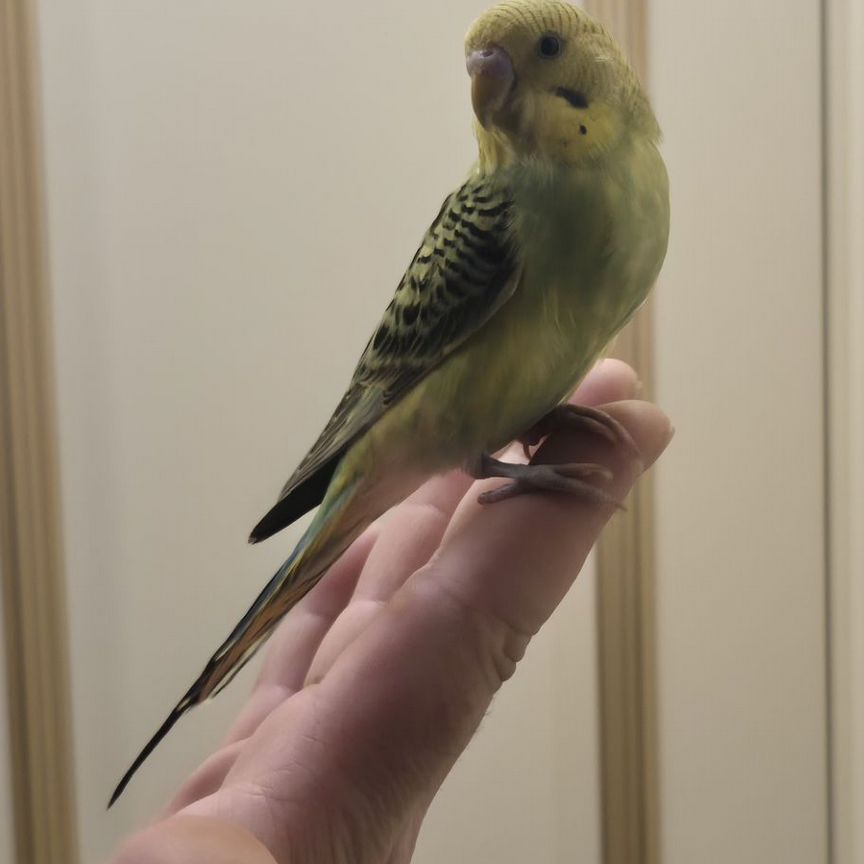 Волнистый попугай