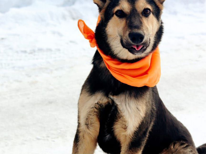 Жасмин - собака, которая любит всех