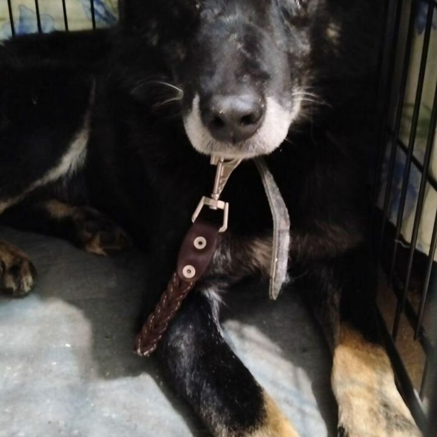 Взрослый пёс в добрые руки