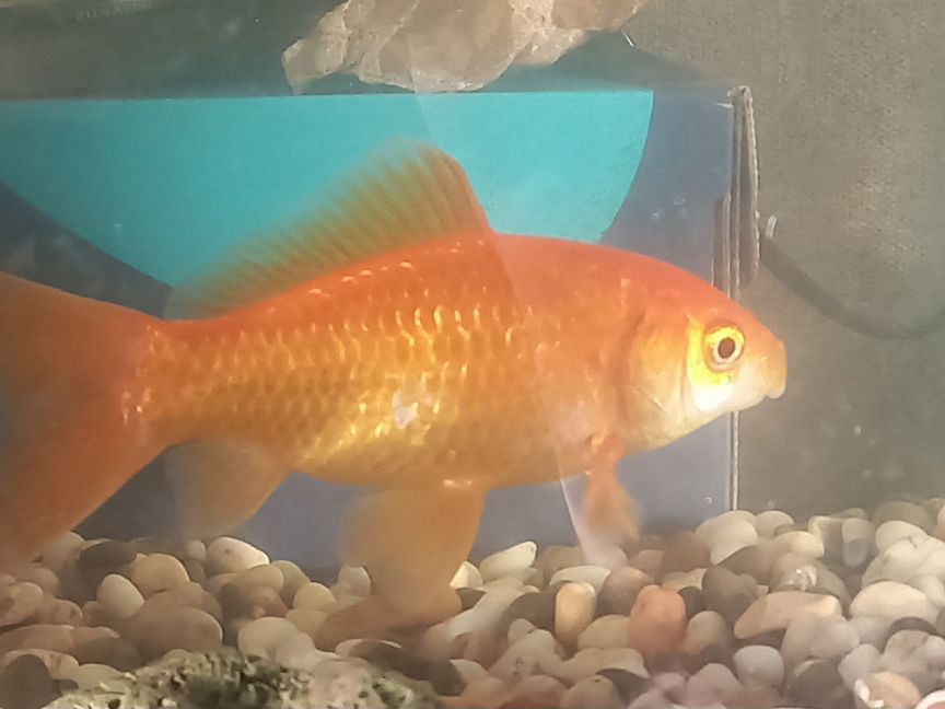 Рыбка японская карп кои золотистая