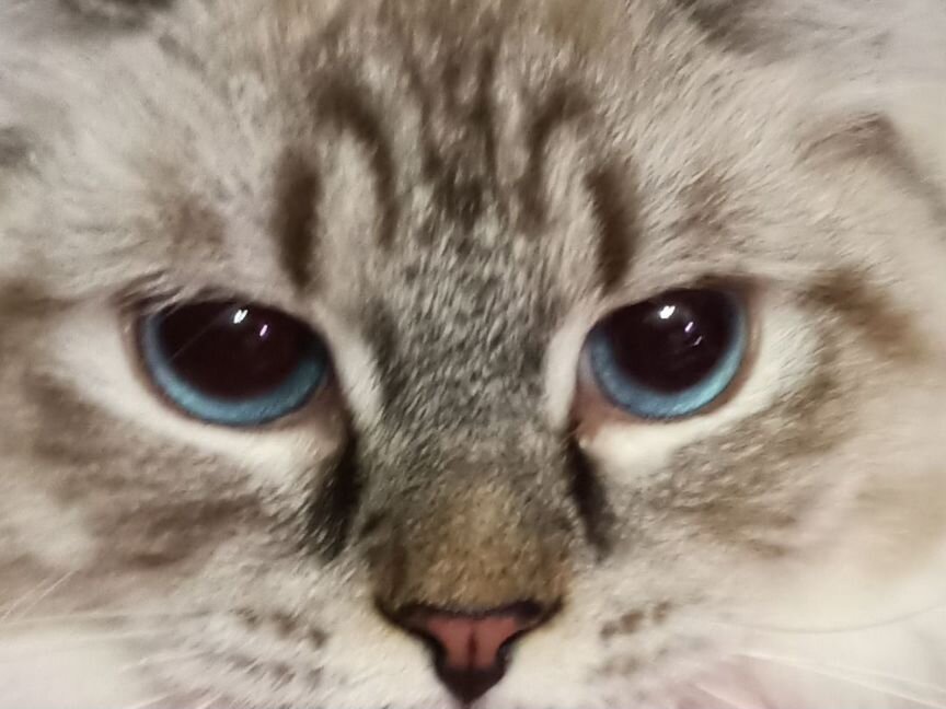 Кошка Невская маскарадная