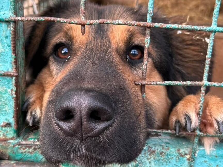 Классный молодой пёс из приюта мечтает найти семью