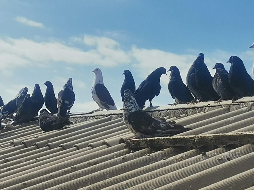 Голуби серпастые