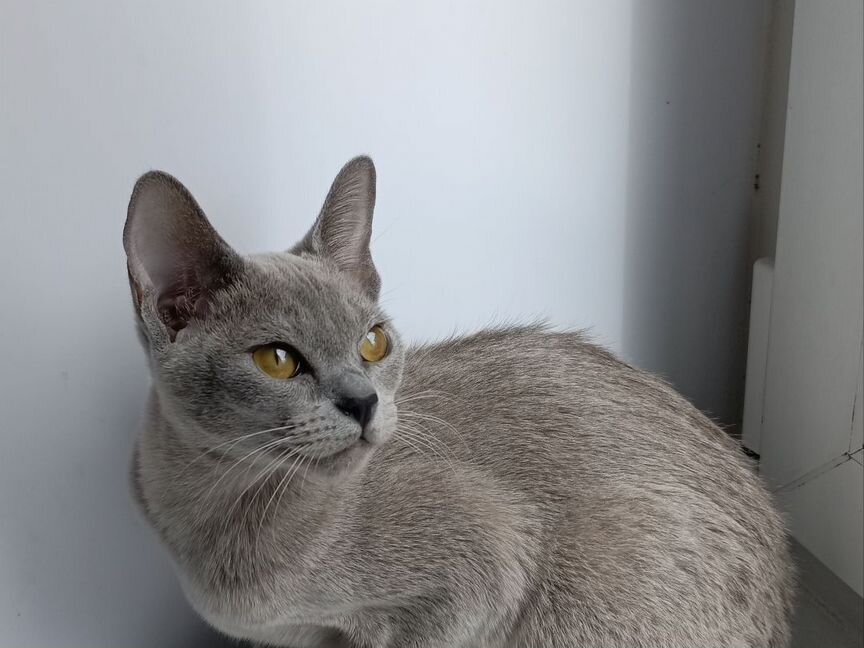 Кошка