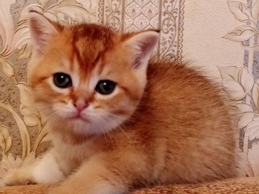 Шиншилловые золотые котодетки