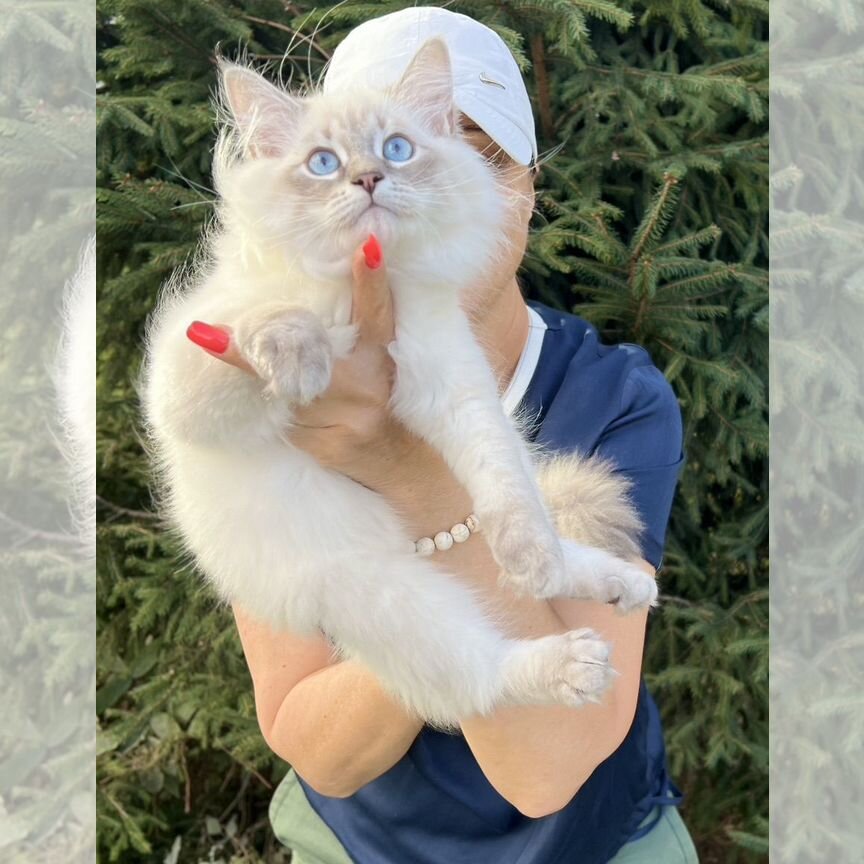 Невская маскарадная (котята)