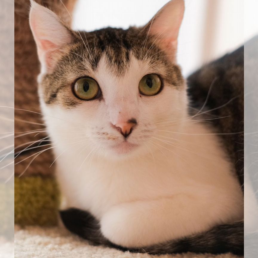 Взрослая, Девочка кошка в добрые руки