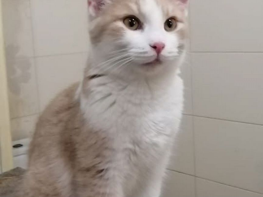 Котик в добрые руки