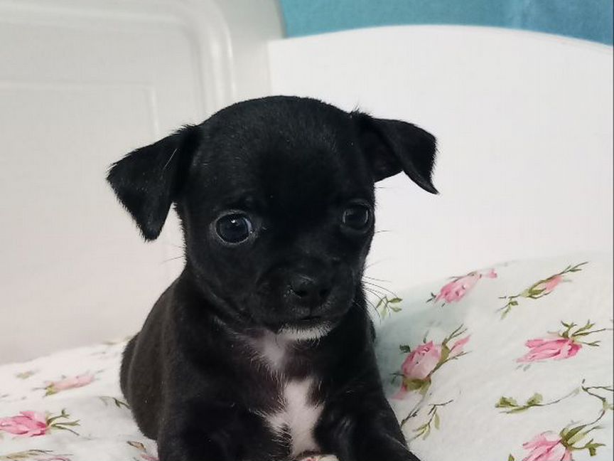 Щенки чихуахуа