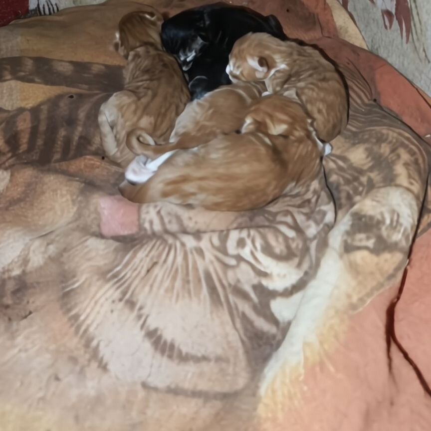 Мейн-кун котёнок