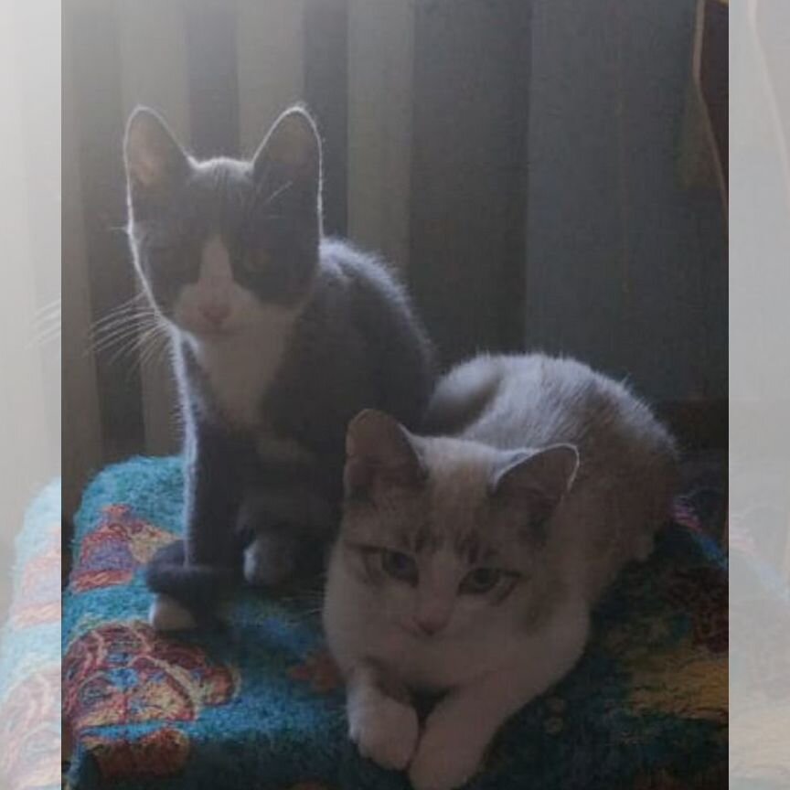 Британские котята