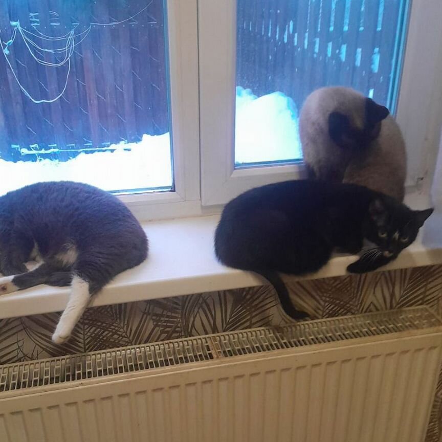 Кошки замерзают, одна беременная