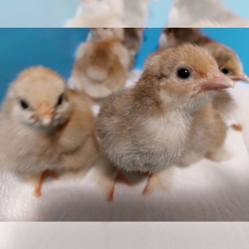 Карликовый кохинхин цыплята суточные бобтейл