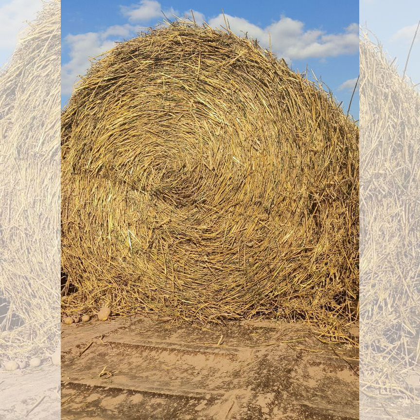 Солома пшеничная в рулонах