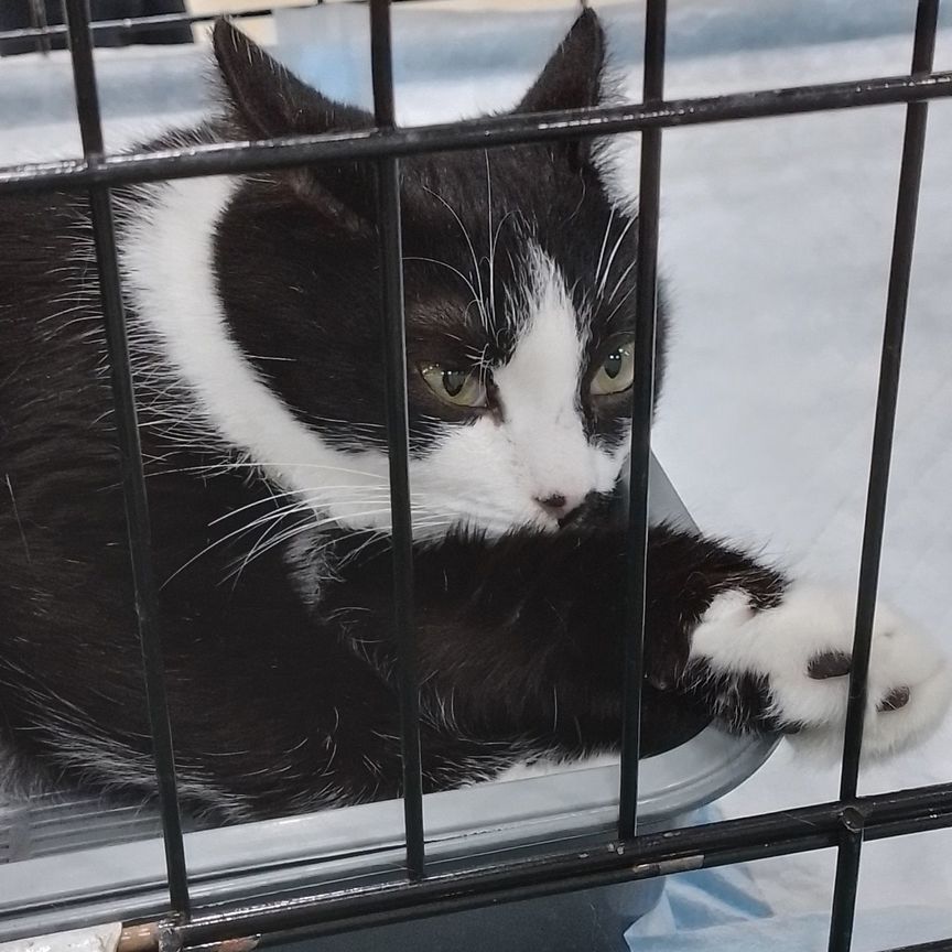 Котик ищет дом