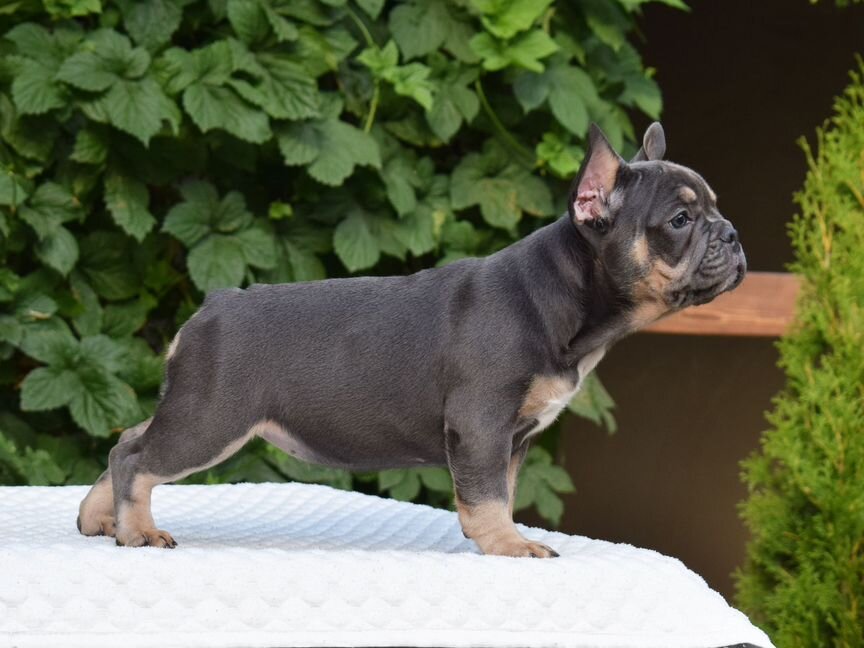 Девочка француженка