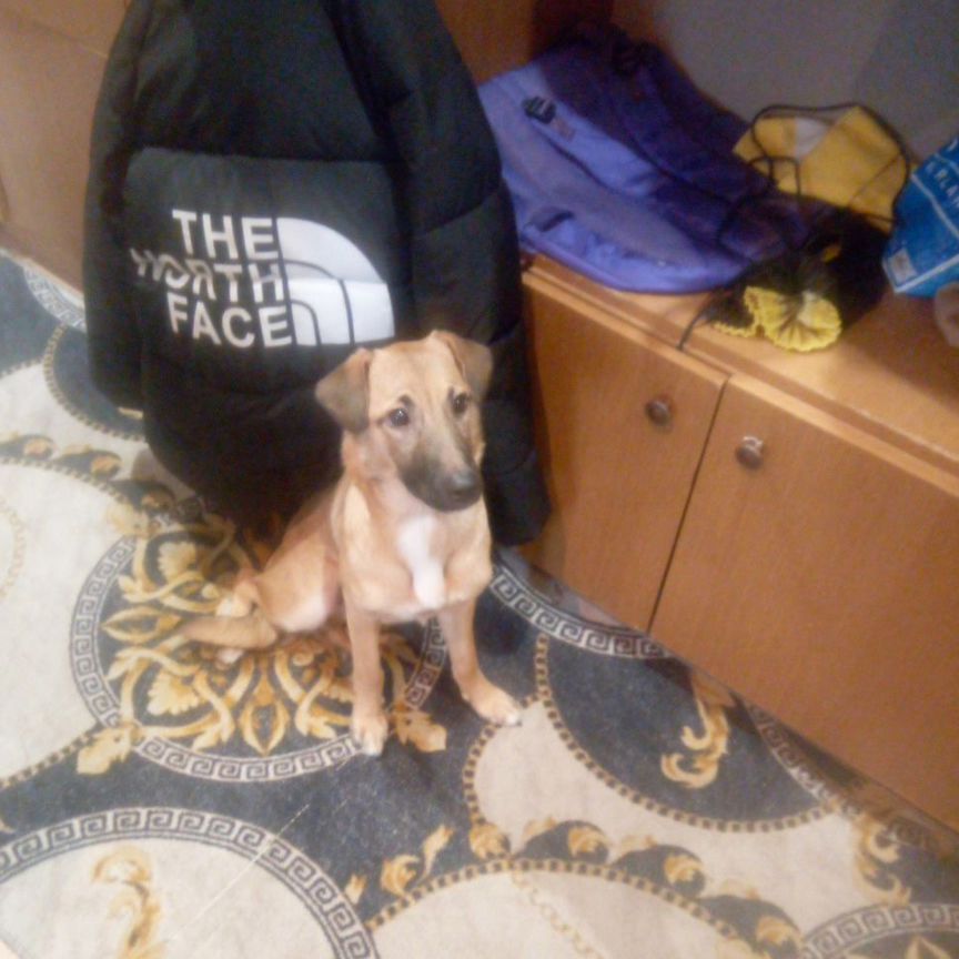 Щенок в добрые руки