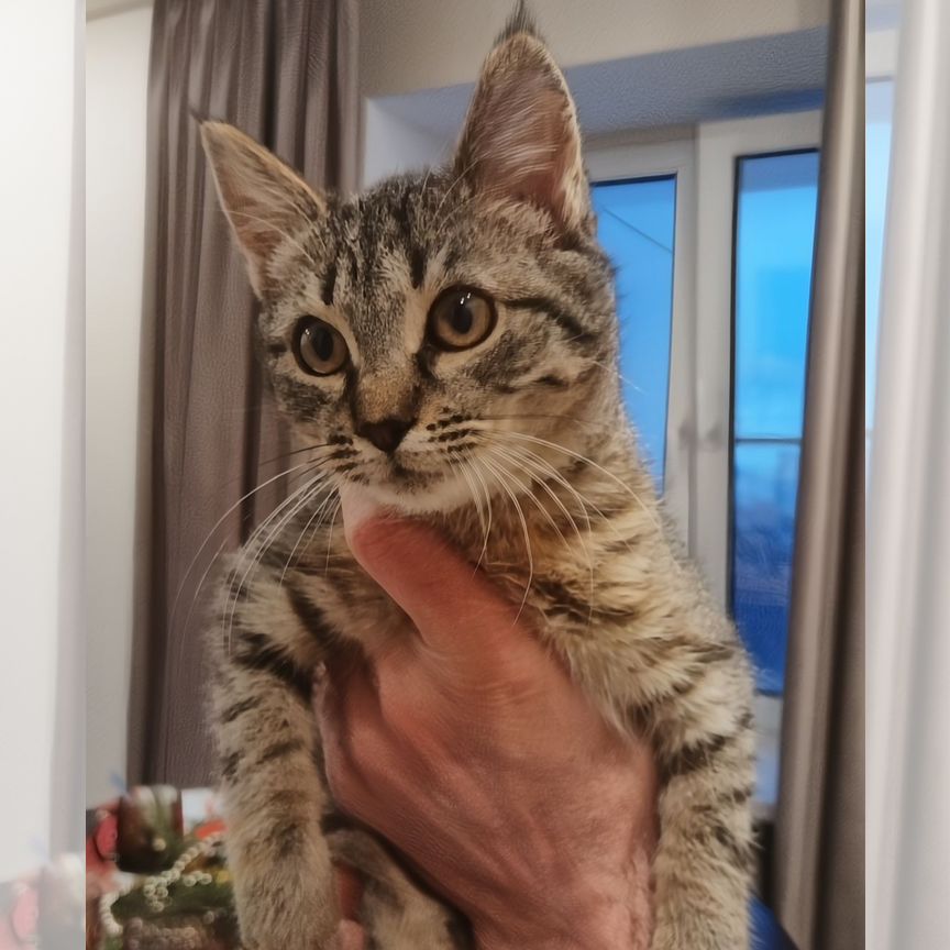 Котёнок в добрые руки