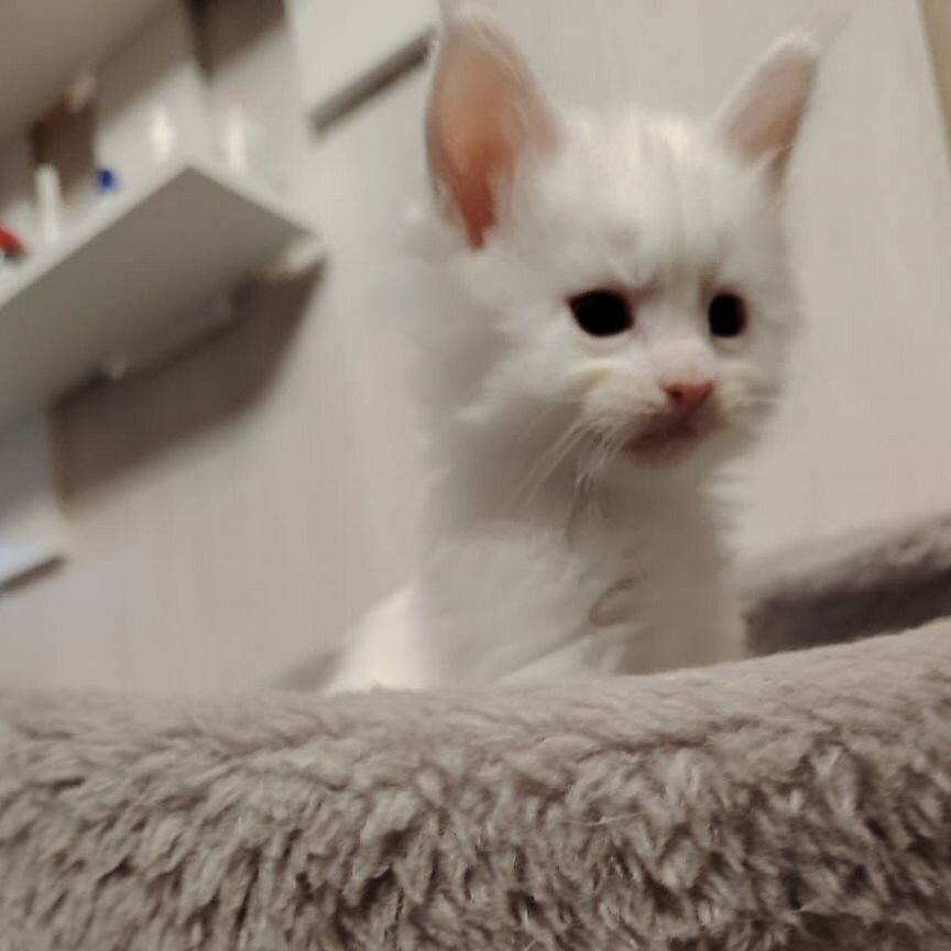 Котенок мальчик мэйн-кун