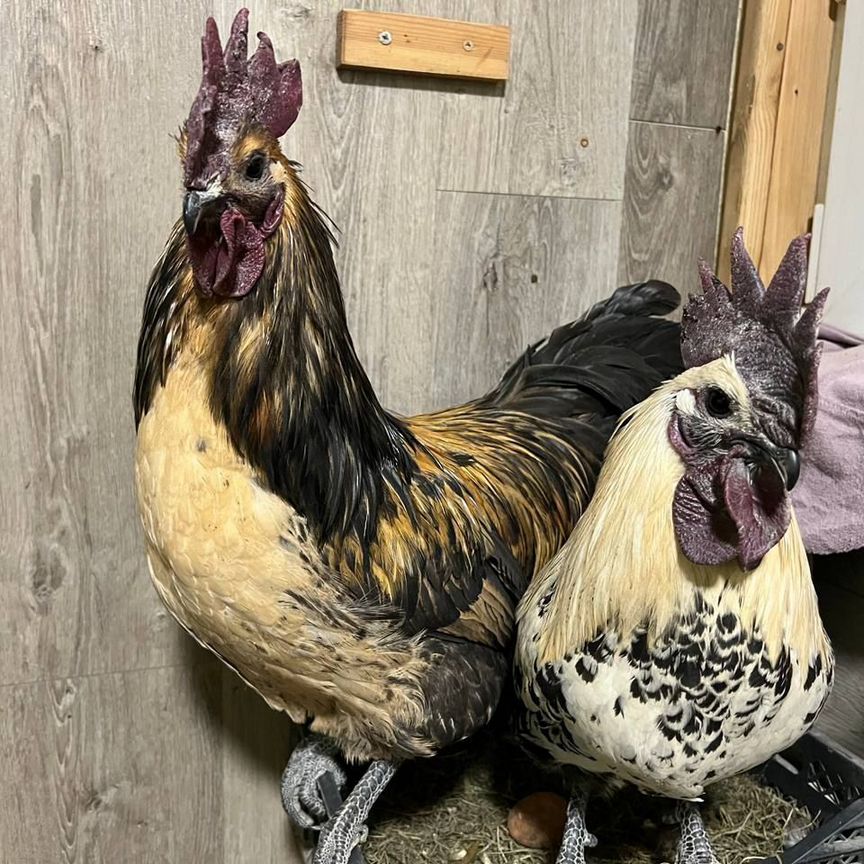 Породные петухи Лакеданзи, Павловский, Амерукана