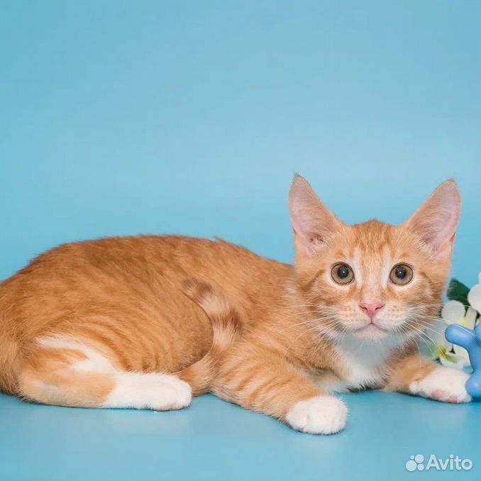 Котенок мальчик Лева 3,5 мес ищет дом