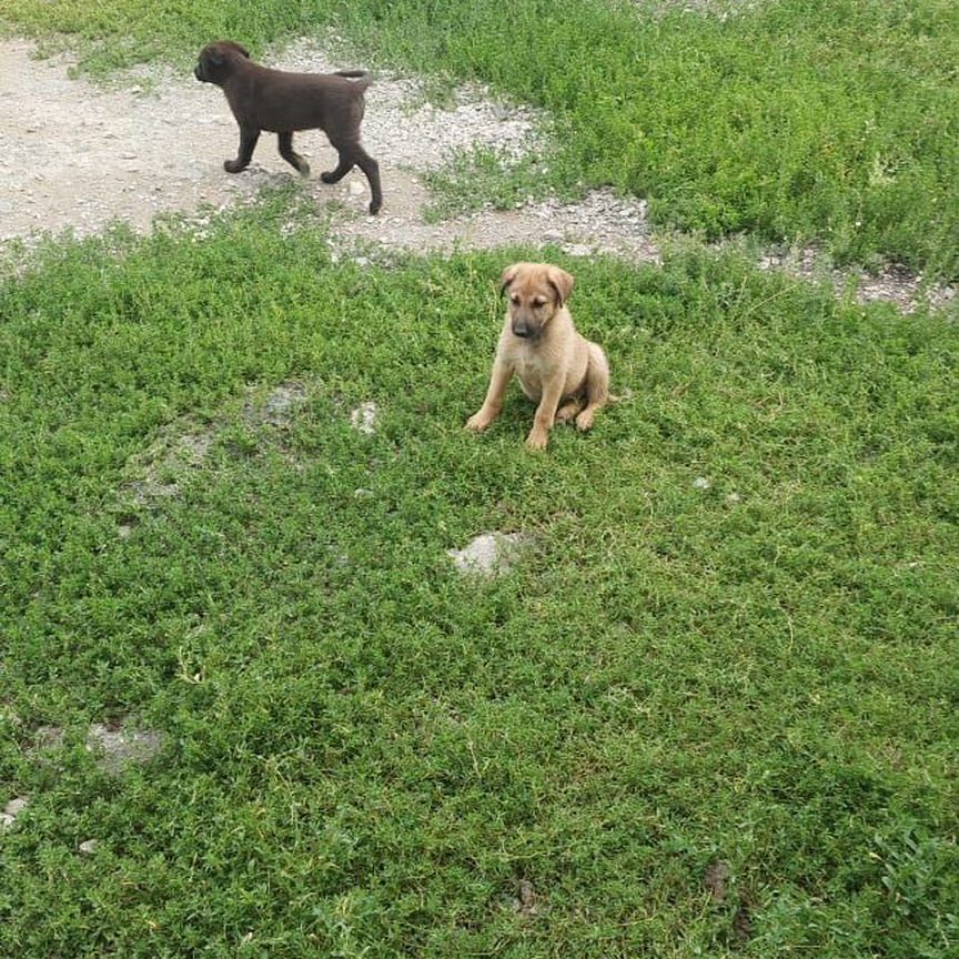 Собака в добрые руки отдам бесплатно