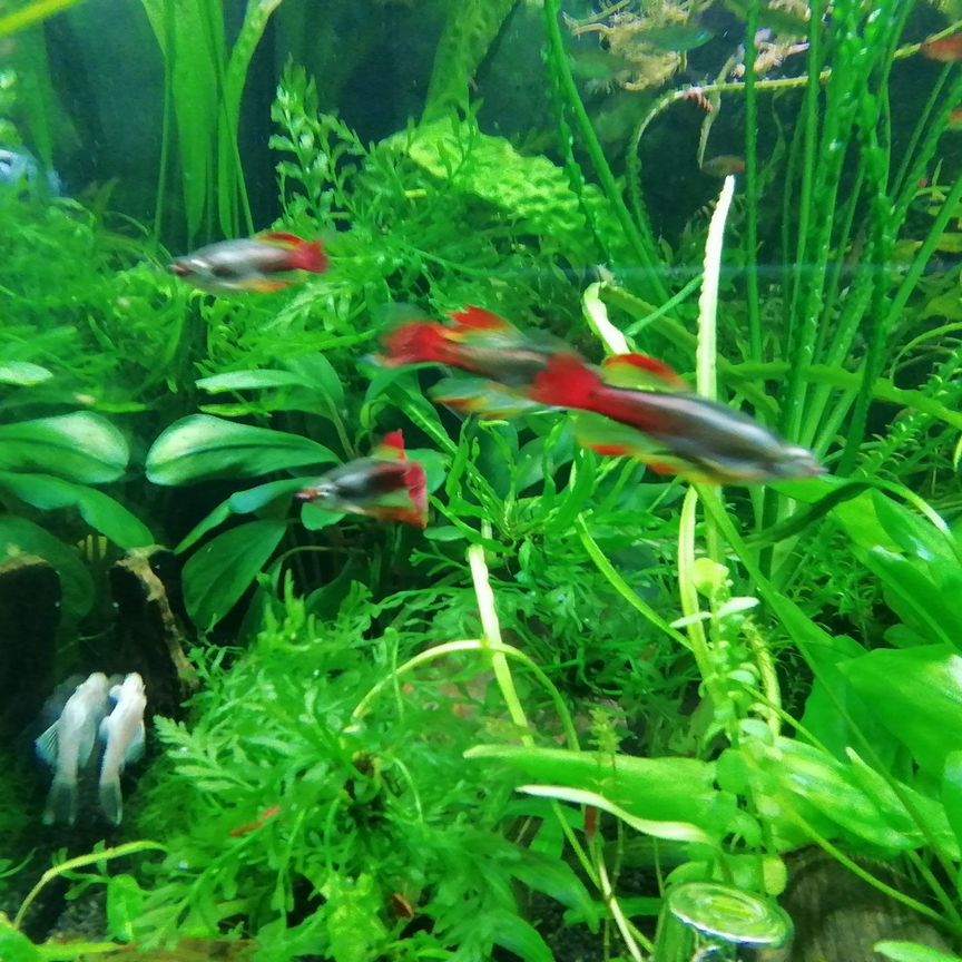 Кардинал вуалевый