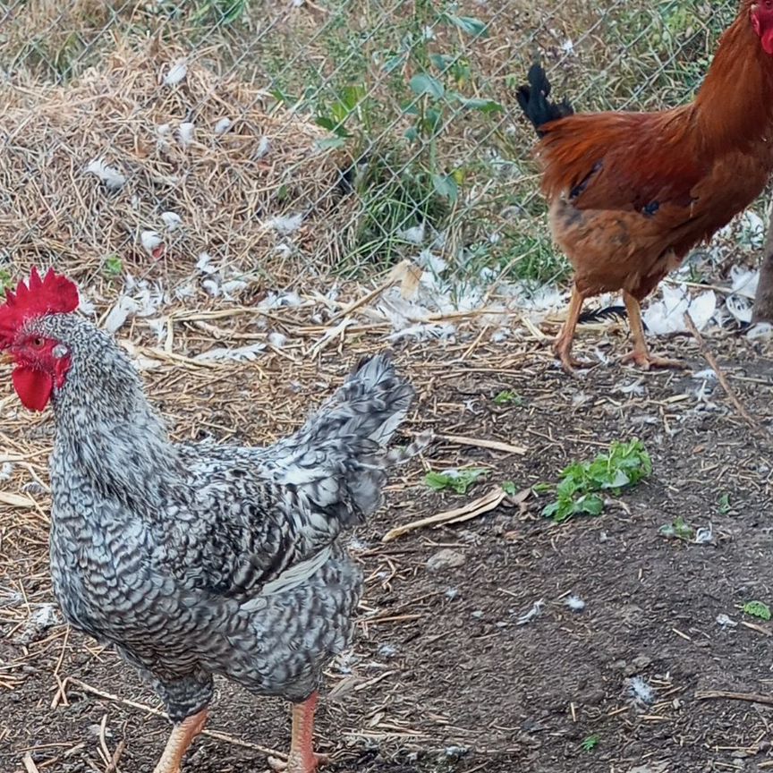 Молодые петушки Кучинская юбилейная, Гриз бар