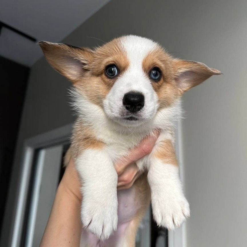 Вельш-корги кардиган