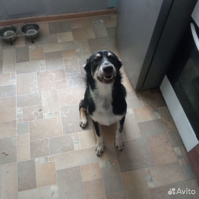 Пёс по кличке Вольф