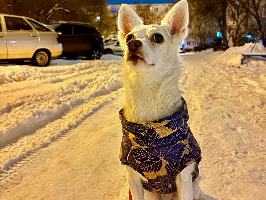 Белка ищет дом