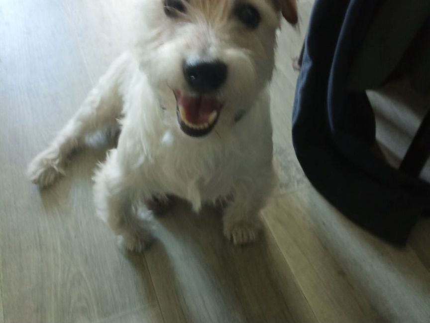 Вест хайленд вайт терьер