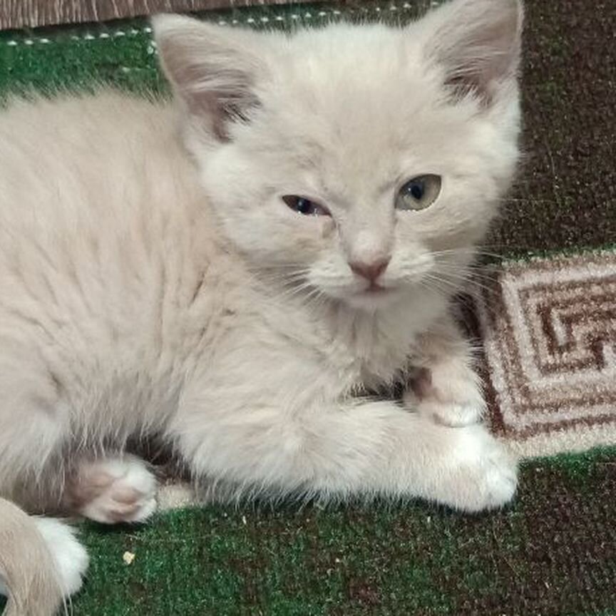Британские котята продам мальчики