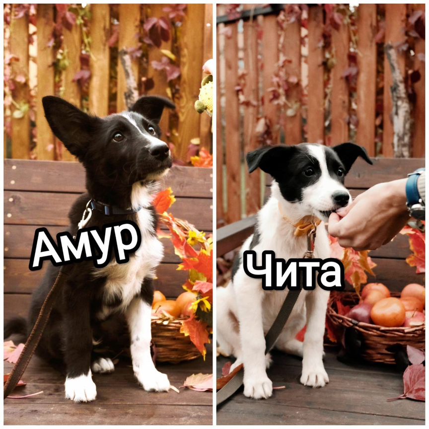 Обученные хорошему поведению щеночки в добрые руки