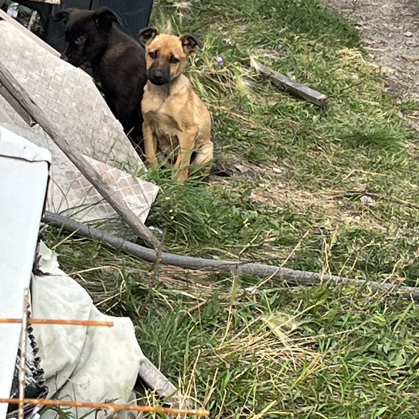 Щенок в добрые руки