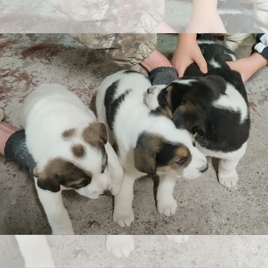 Русская пегая гончая, щенок