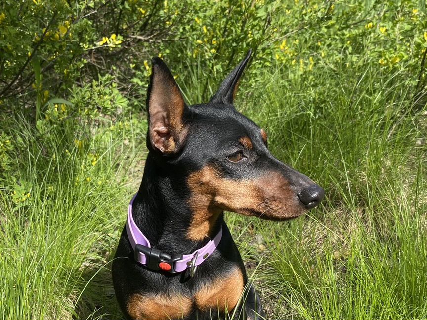 Ошейники, поводки и другая аммуниция для питомцев