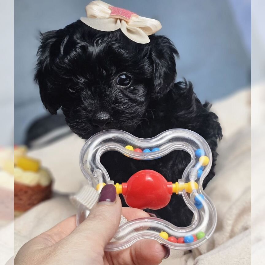 Мальтипу, щенок