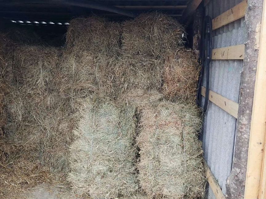 Сено в тюках Обмен