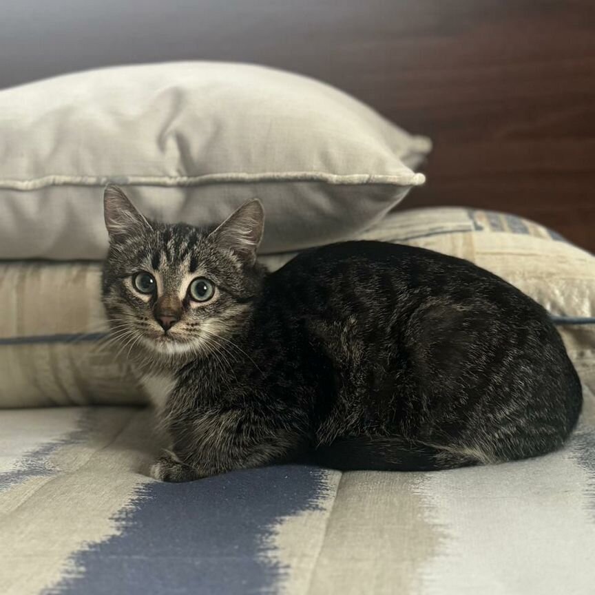 Котенок полосатик мальчик 3 мес