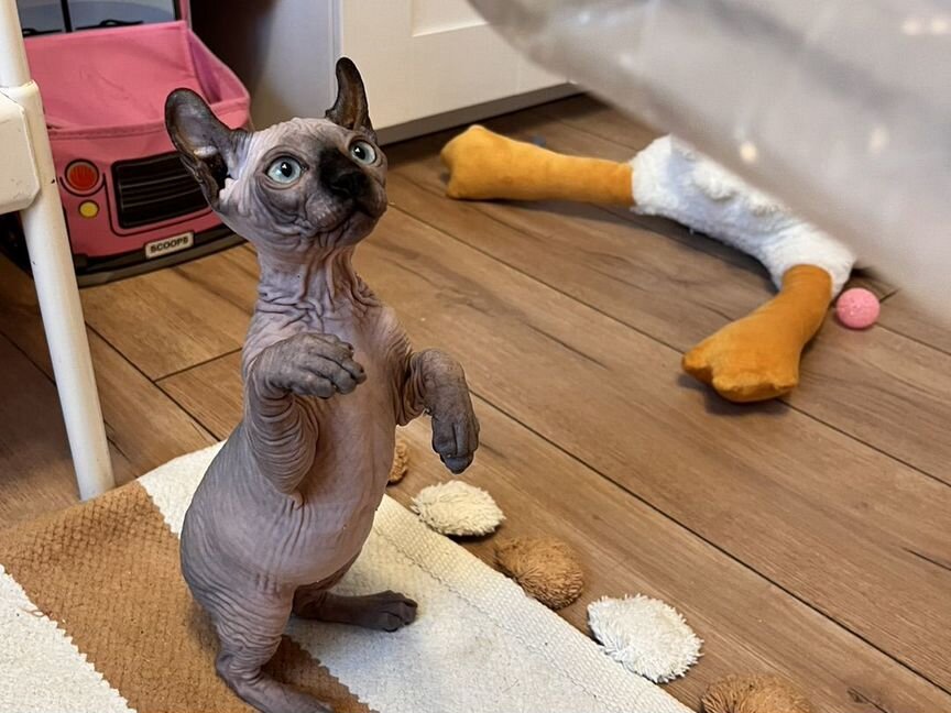 Канадский сфинкс эльф котенок