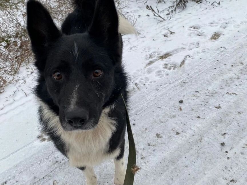 Красавец Гуффи ищет дом в добрые руки