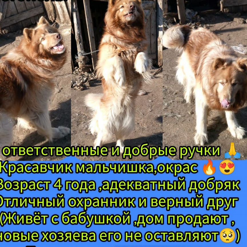 Кобель в ответственные руки