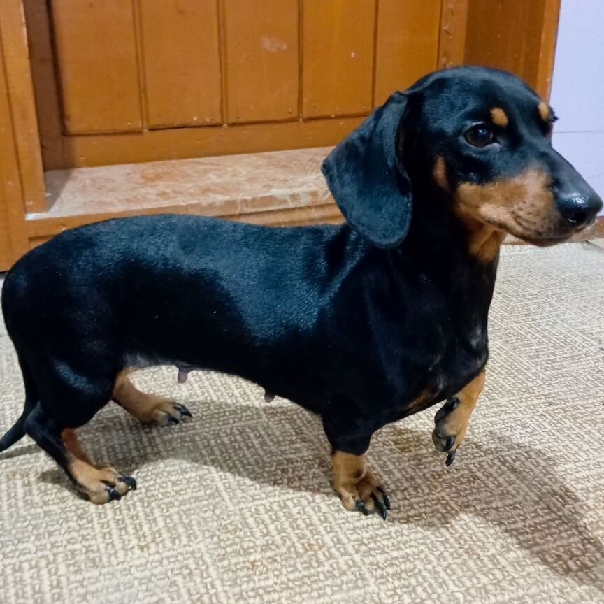 Такса, взрослая собака