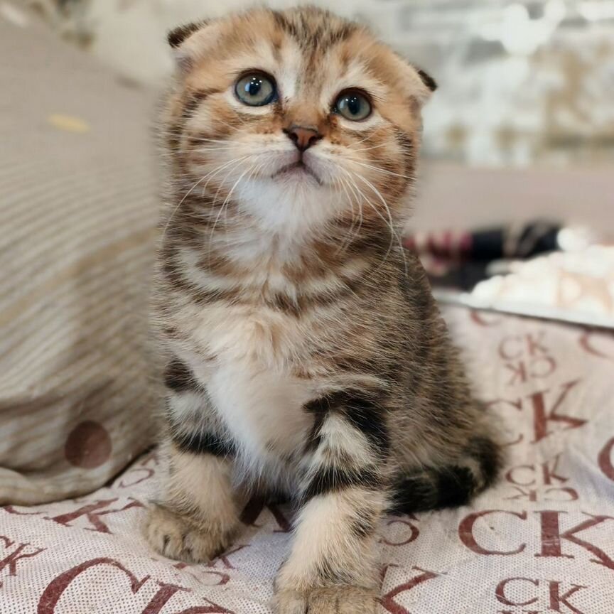 Шотландский вислоухий короткошёрстный котёнок