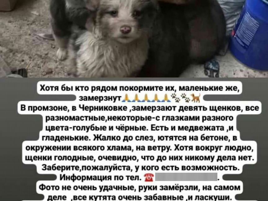 Посмотри на этих щенков смертников