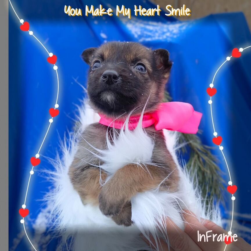 Отдам щеночка девочку в добрые руки