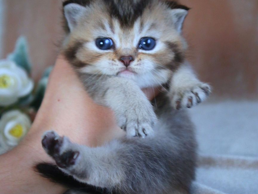 Британские котята золотая шиншилла