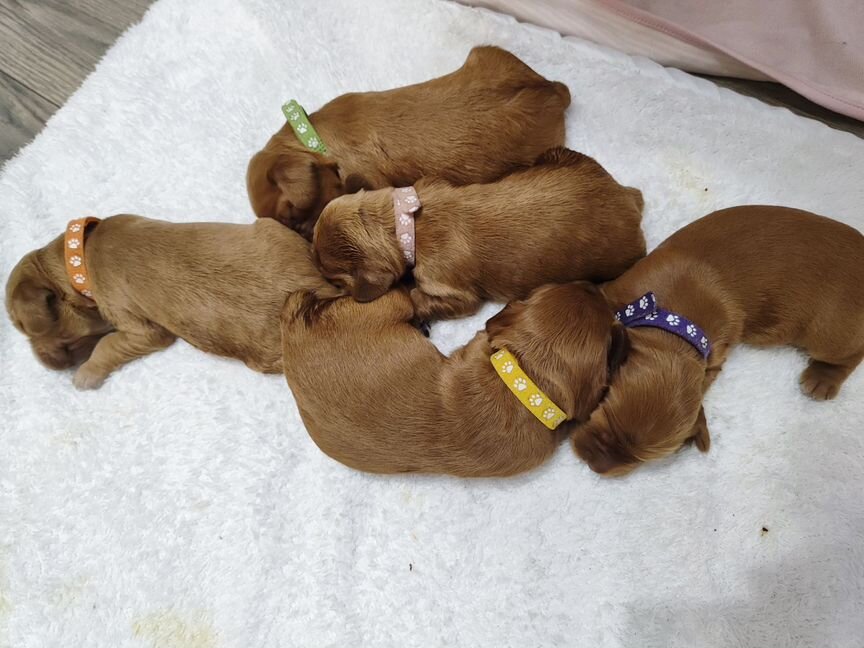 Щенки английского кокер спаниэля