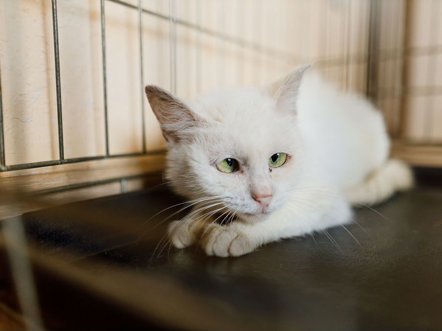 Кошка бесплатно